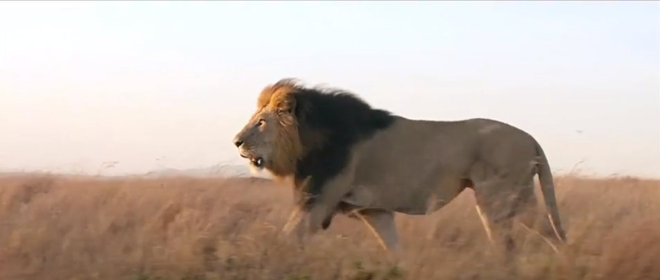 ICEA LION Group | Best Insurance Company Kenya